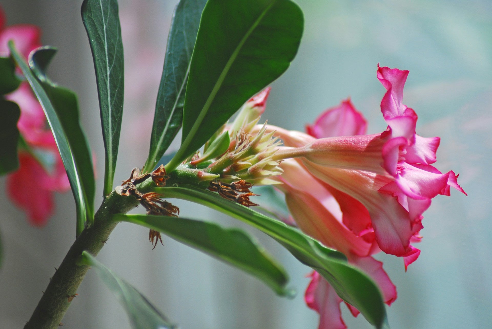 Buy Adenium Obesum Plants at lowest price In Arunachal Pradesh