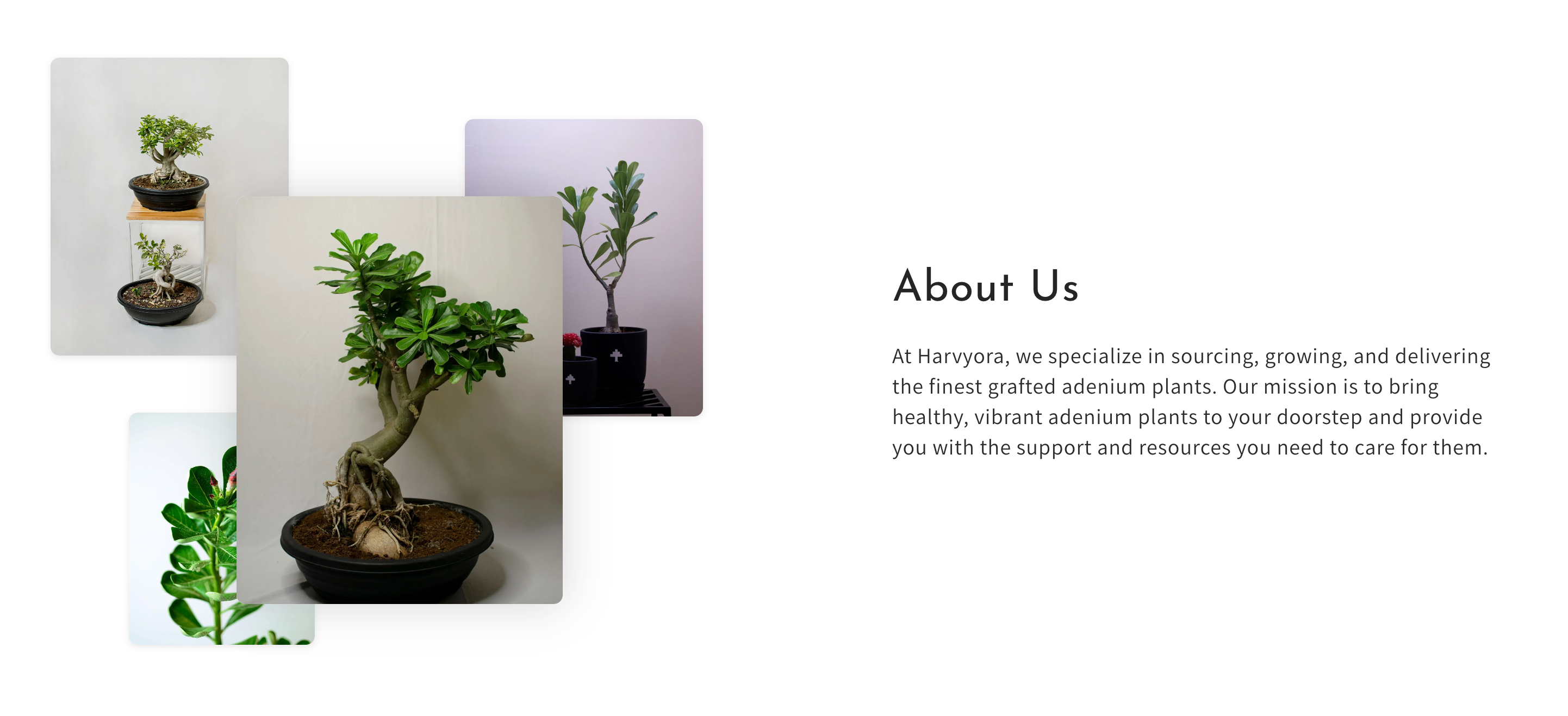 HOW TO CARE FOR ADENIUM PLANTS